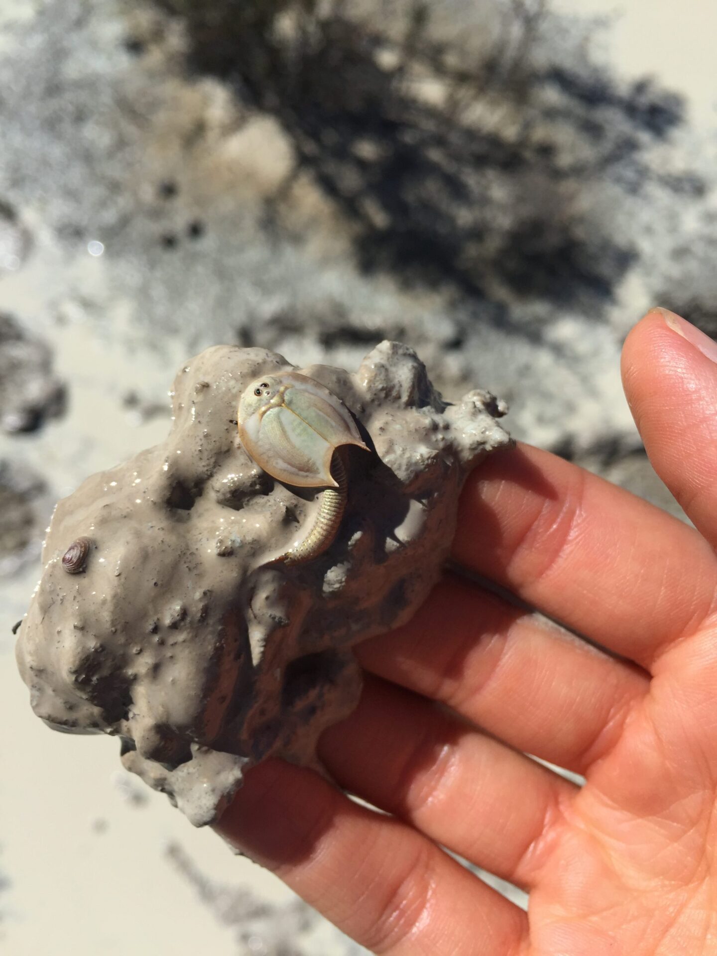 Lake Bryde Monitoring Rationalisation Project - Hyd2o