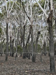 Lake Bryde Monitoring Rationalisation Project - Hyd2o